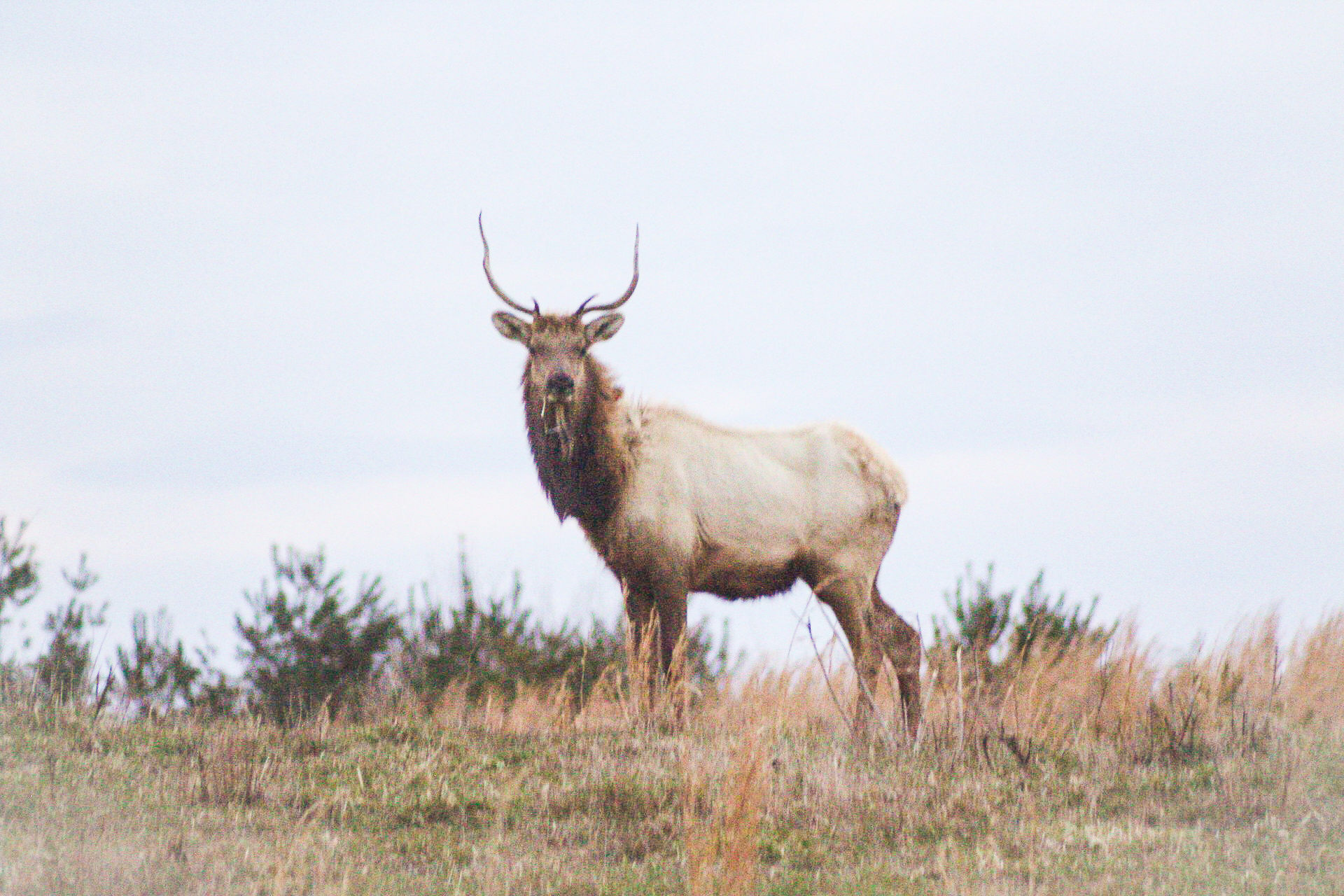 How Virginia is Saving Elk Using Reclaimed Coal Fields - Gabriella Hoffman How Virginia is Saving Elk Using Reclaimed Coal Fields - Gabriella Hoffman